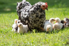 Mottled Java Chickens :: Ark Country Store